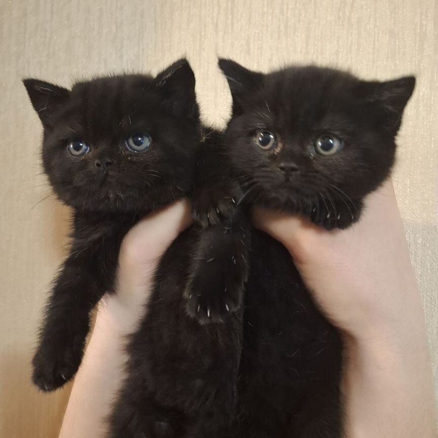 Кошечки