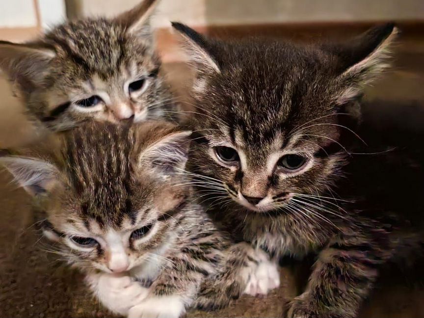 Кошки