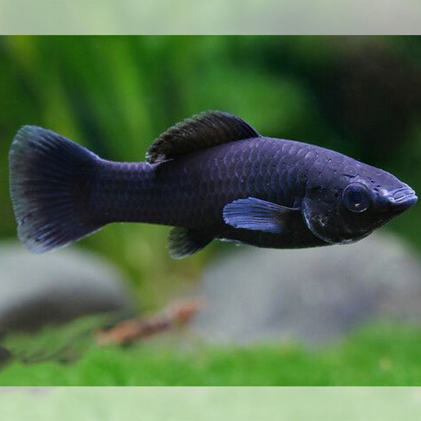 Моллинезия черная