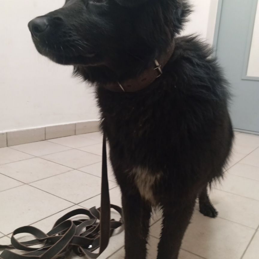 Девочка в добрые руки