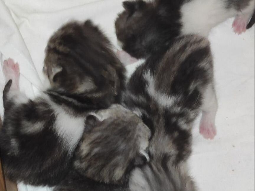 Британские котята