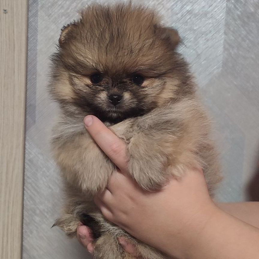 Померанский шпиц