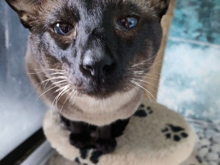 Ориентальный кот