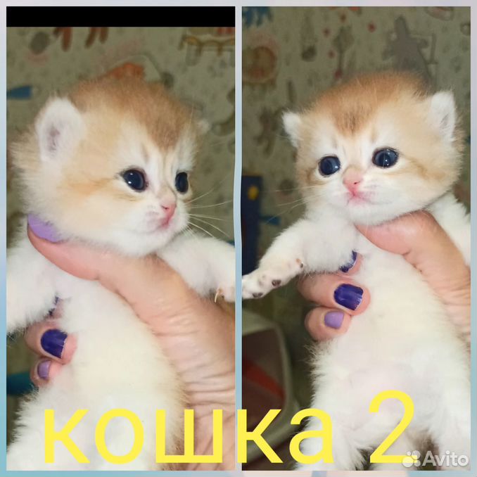 Британские котята ny12