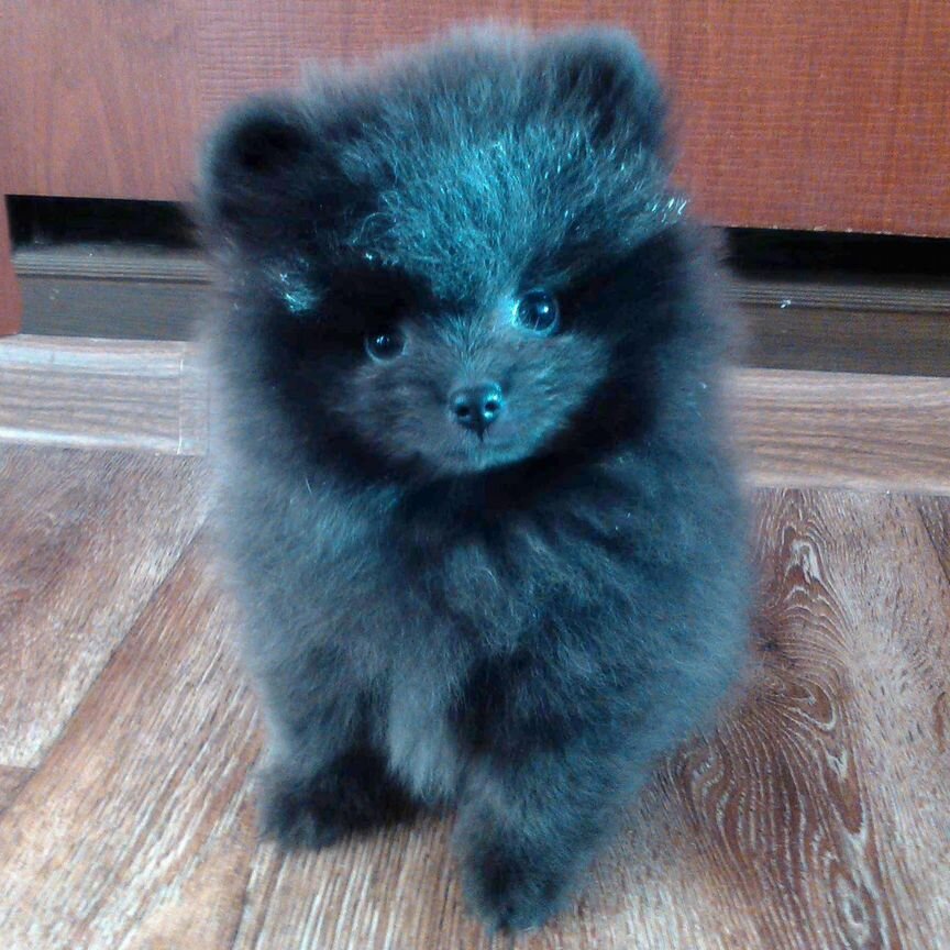 Шпиц красивый чудо мальчишка