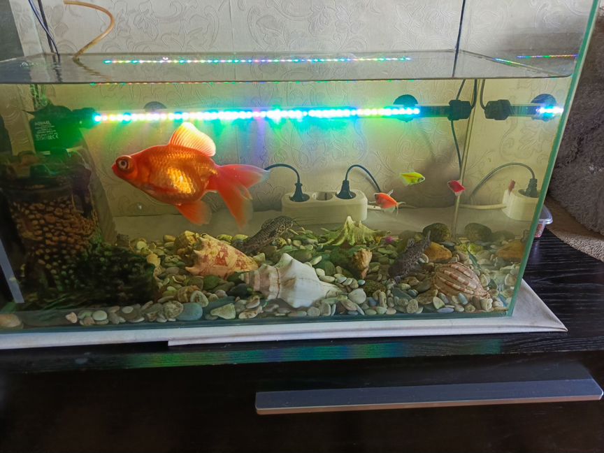 Аквариум с рыбками
