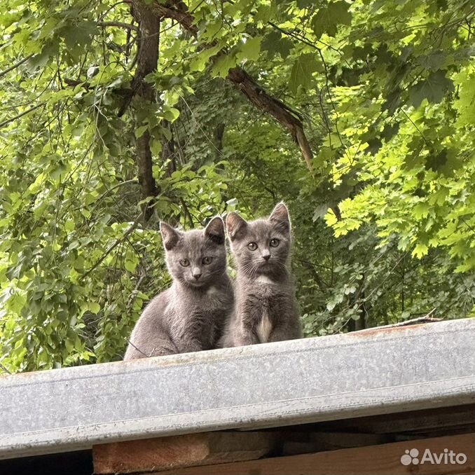 Порода русская голубая(смесь)