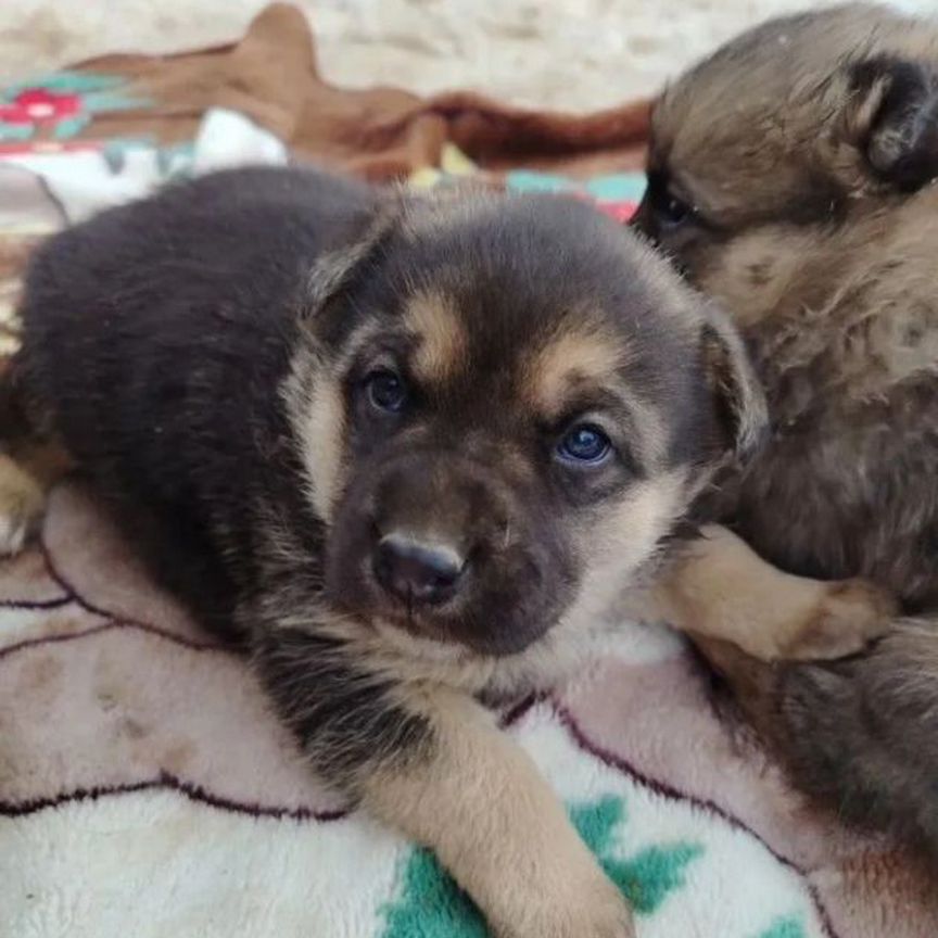 Щенок в добрые руки