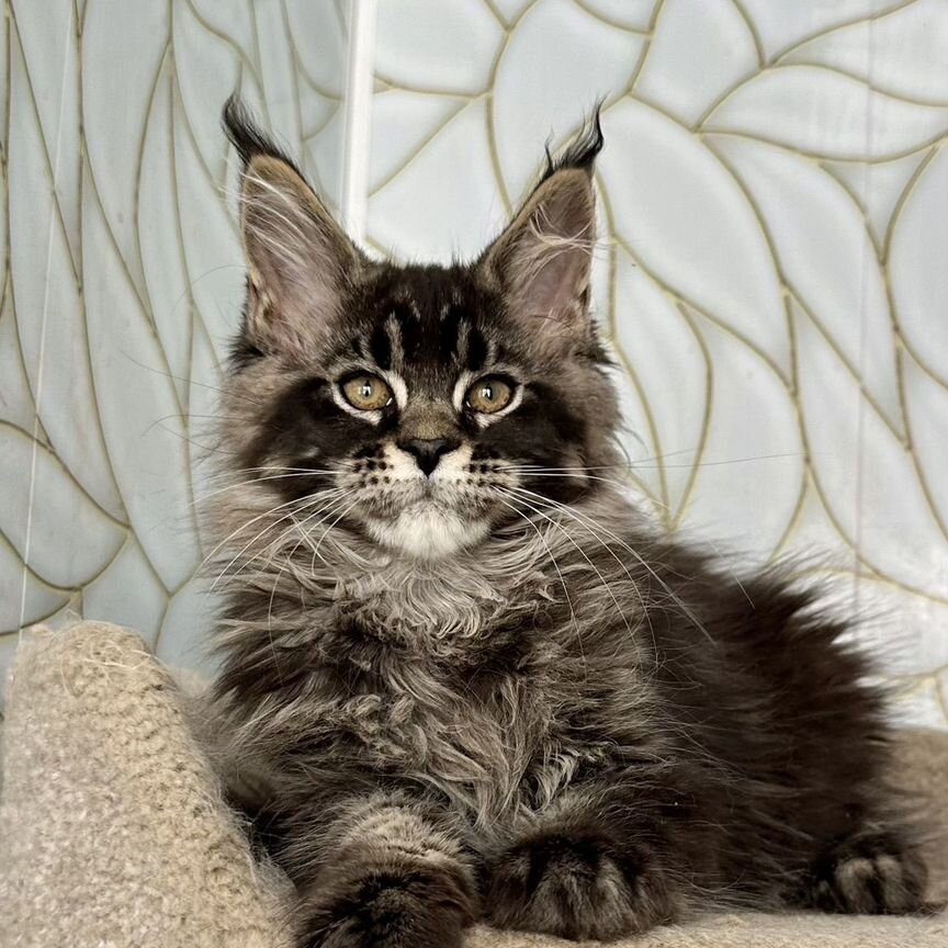 Мейн-кун с кудрявыми кисточками