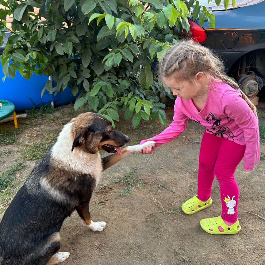 Собаки бесплатно в добрые руки