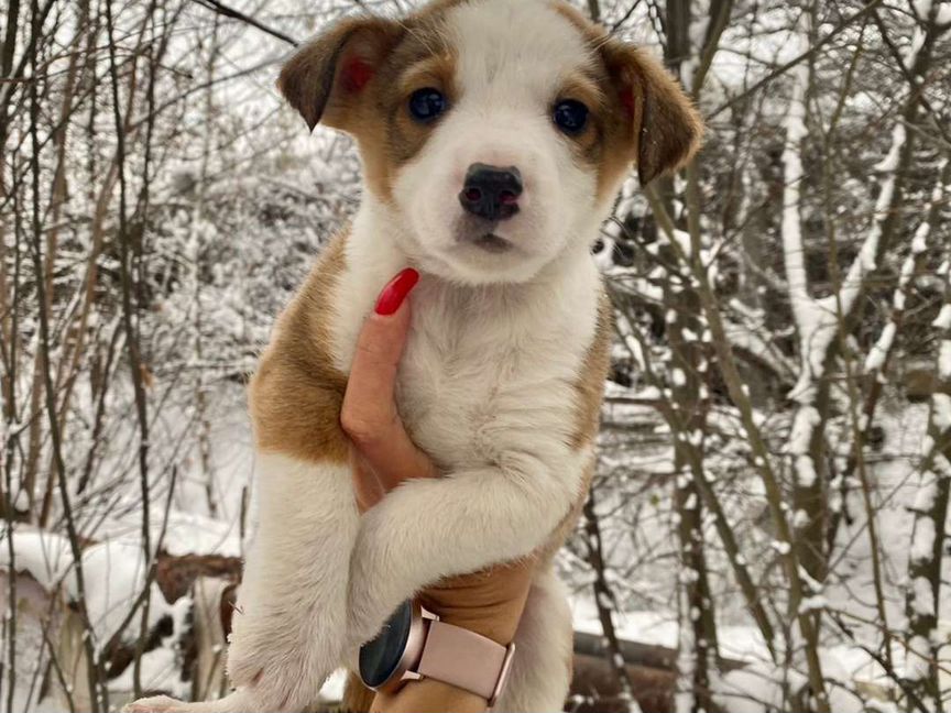 Девочка Линда, 1 мес
