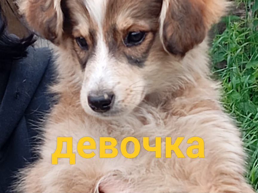 Щенки в добрые руки