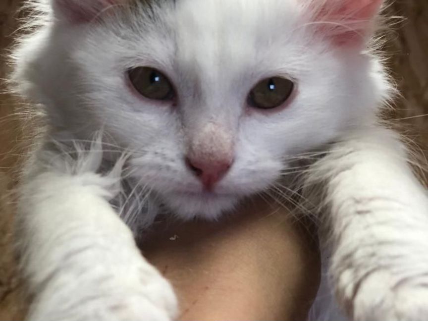 Котёнок сиротка из приюта ждёт свою маму