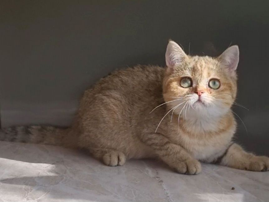 Девочка золотая шиншилла