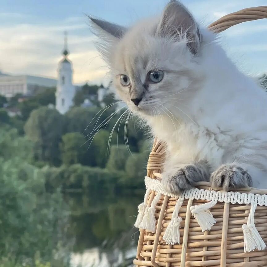 Невский маскарадный котёнок