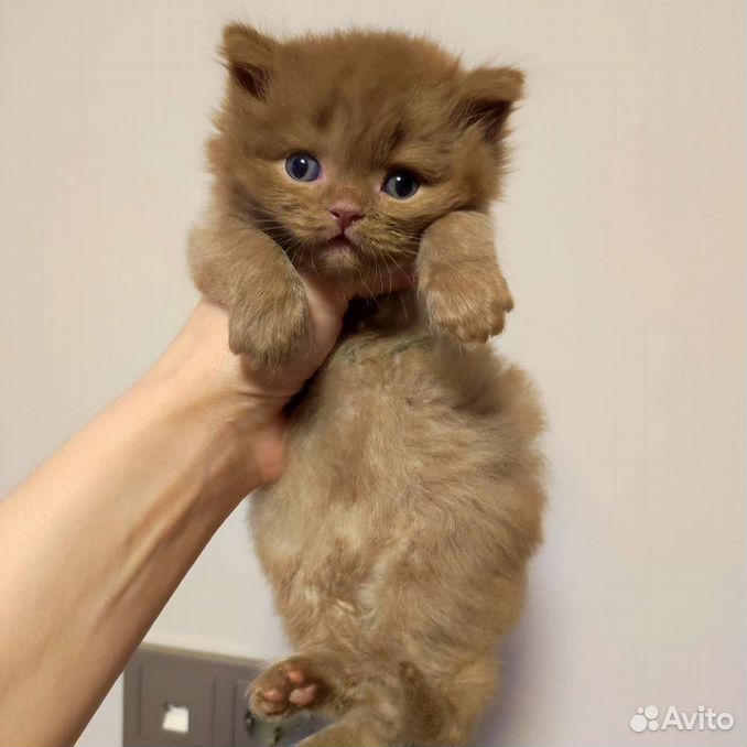 Британский длинношерстный кот циннамон