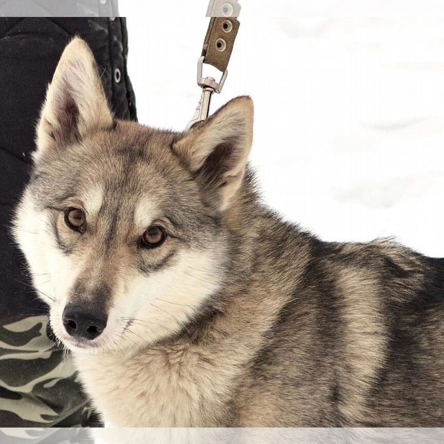 Найден Сибирский хаски