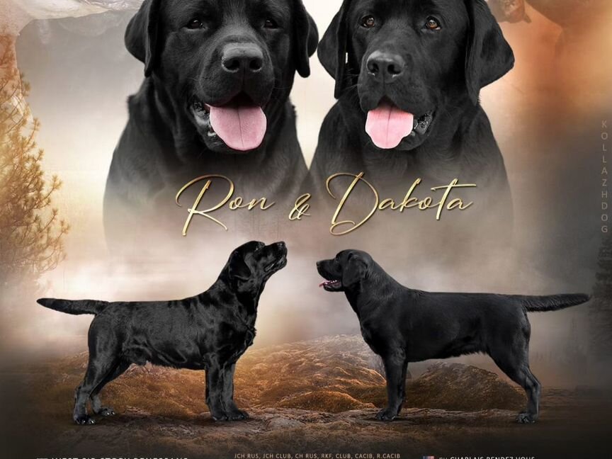 Лабрадор ретривер щенки