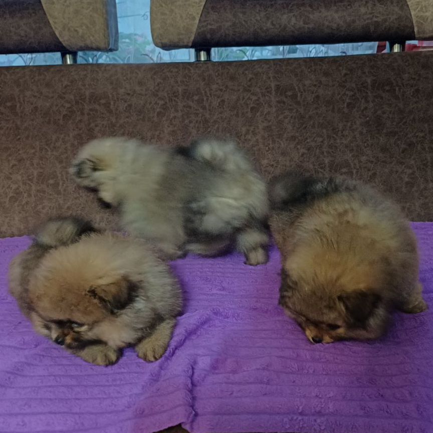 Померанский шпиц, щенок