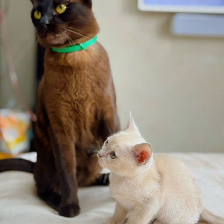Котята европейской бурмы