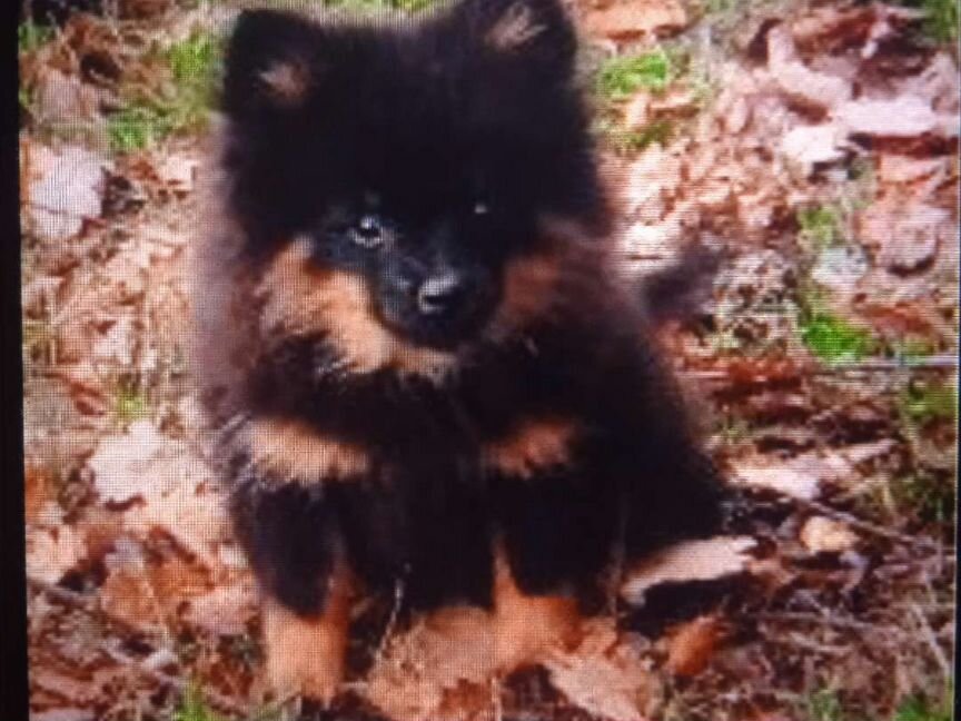 Померанский шпиц медвежьего типа