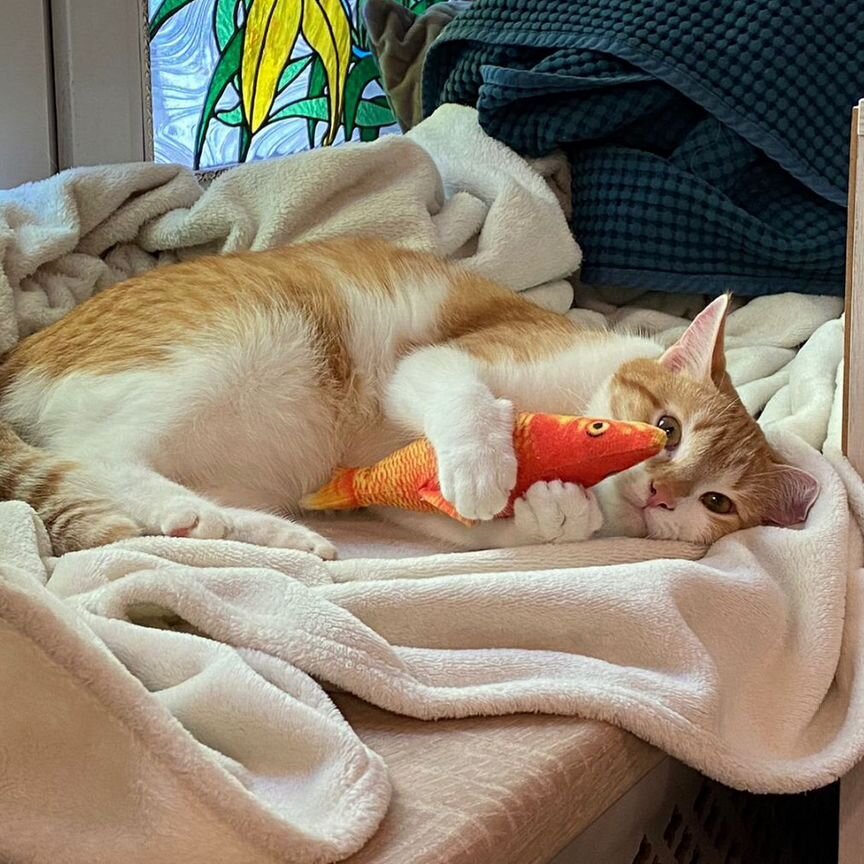 Кошка в добрые руки