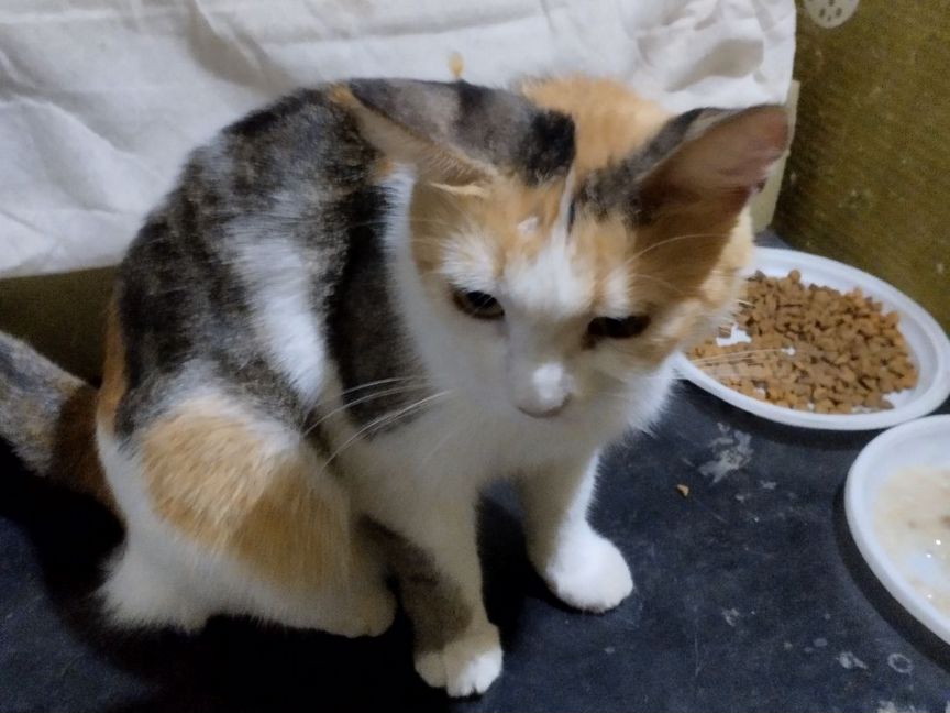 Кошка в дар бесплатно