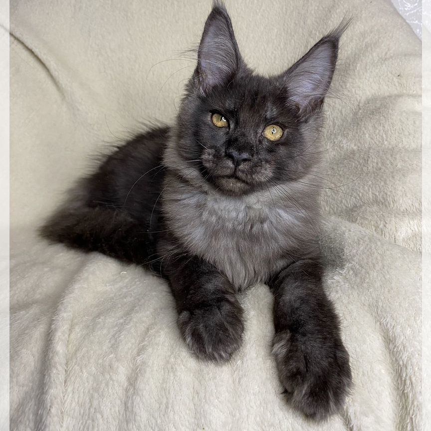 Мейн-кун котёнок