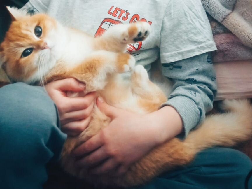 Кошка золотая шиншилла в разведение