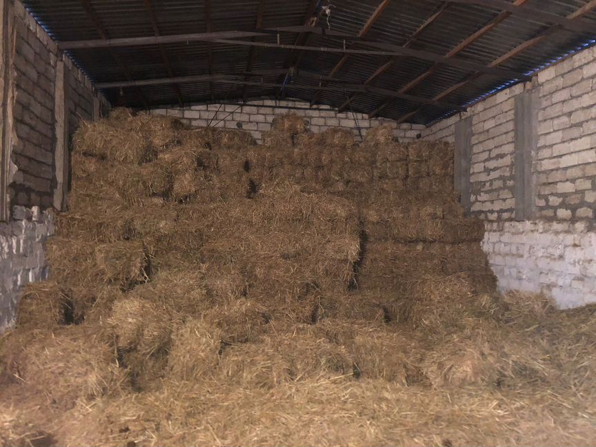 Сено суданка