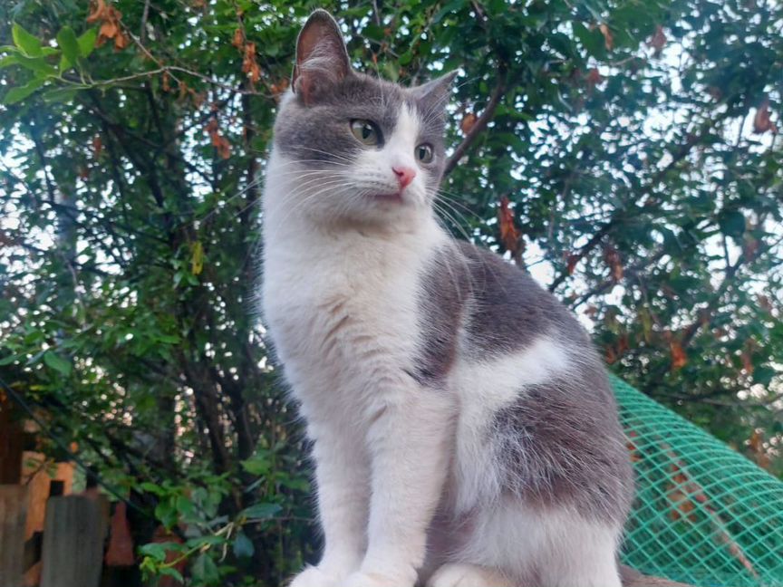 Кошка Сливка