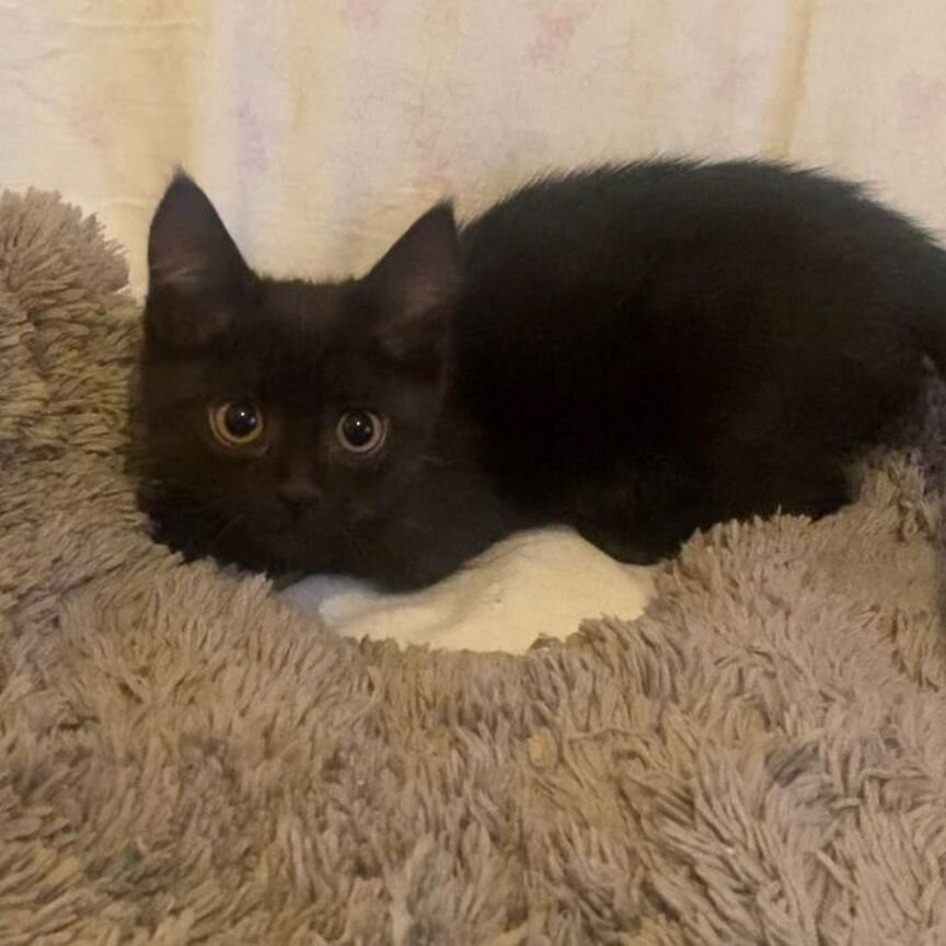 Котёнок ручной ищет семью