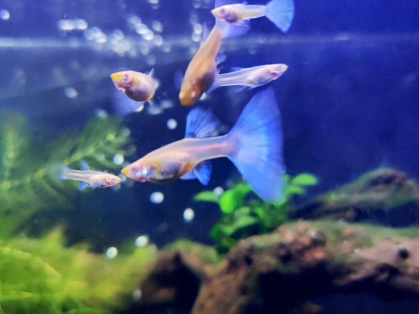 Гуппи / Guppy Sky Blue and Red Albino
