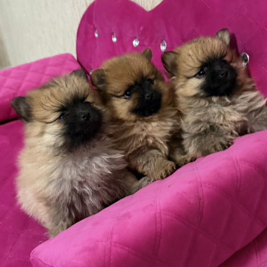 Померанский шпиц, щенок