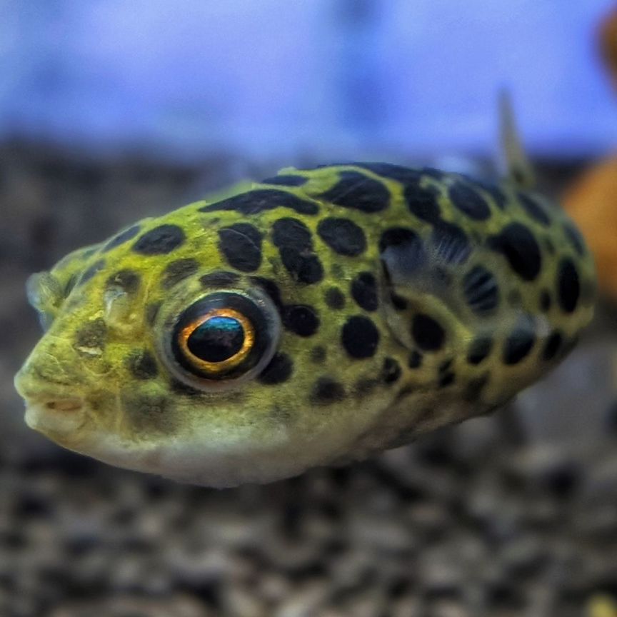 Тетраодон зеленый - Tetraodon nigrovindis