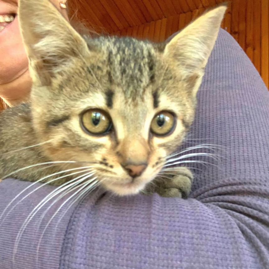 Ласковый котенок