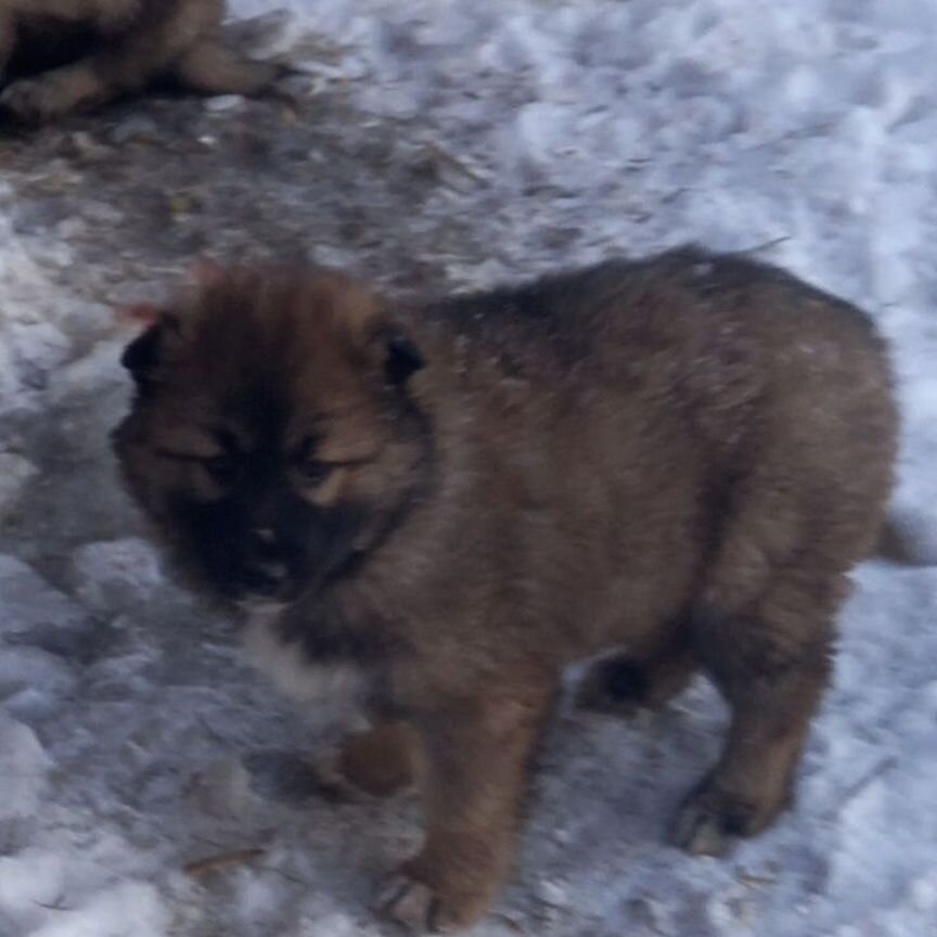 Два щенка ждут добрых хозяев