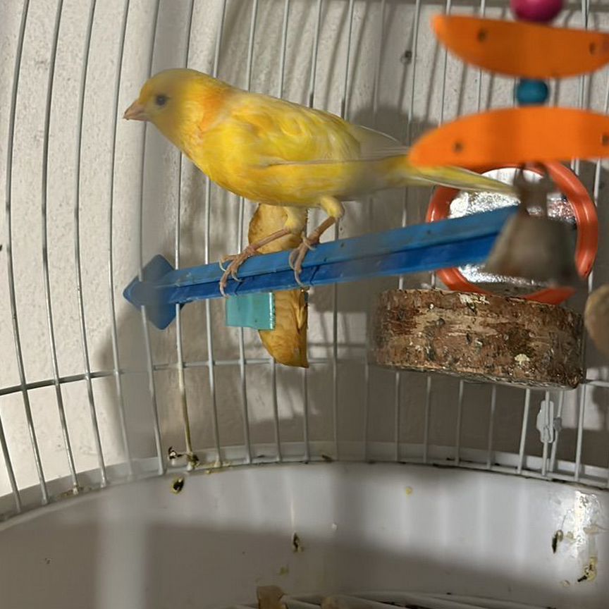 Канарейка, попугай и шегол