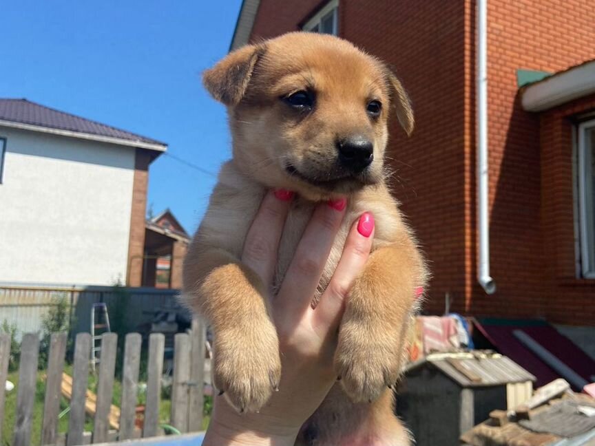 Щенок красивый