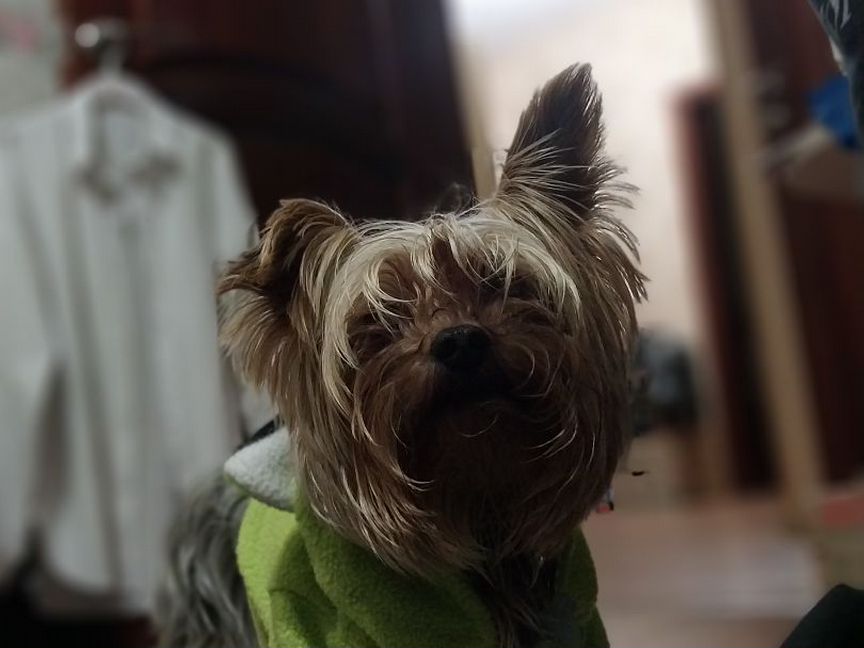 Йоркширский терьер вязка мальчик