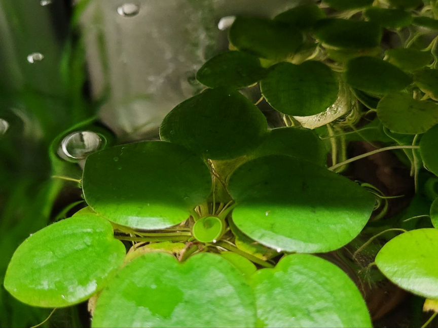 Отдам аквариумное растение бесплатно. Лимнобиум