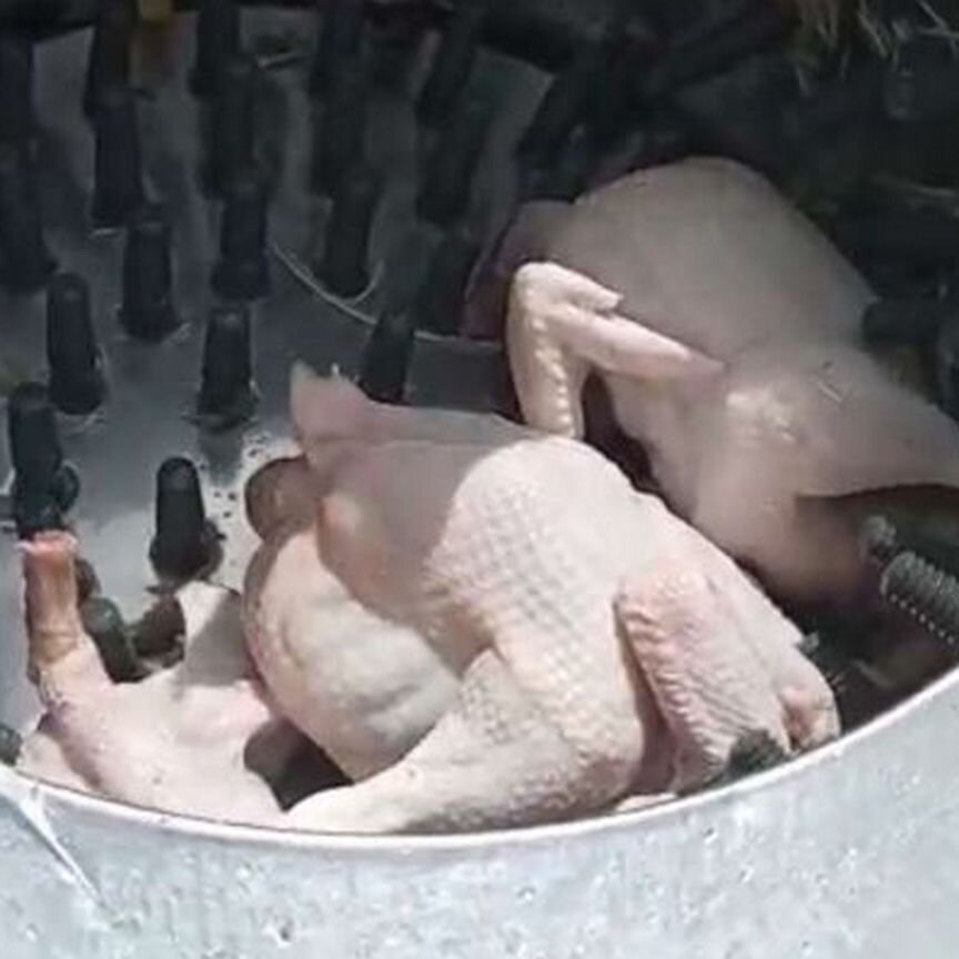 Перосъемная машина для бройлеров