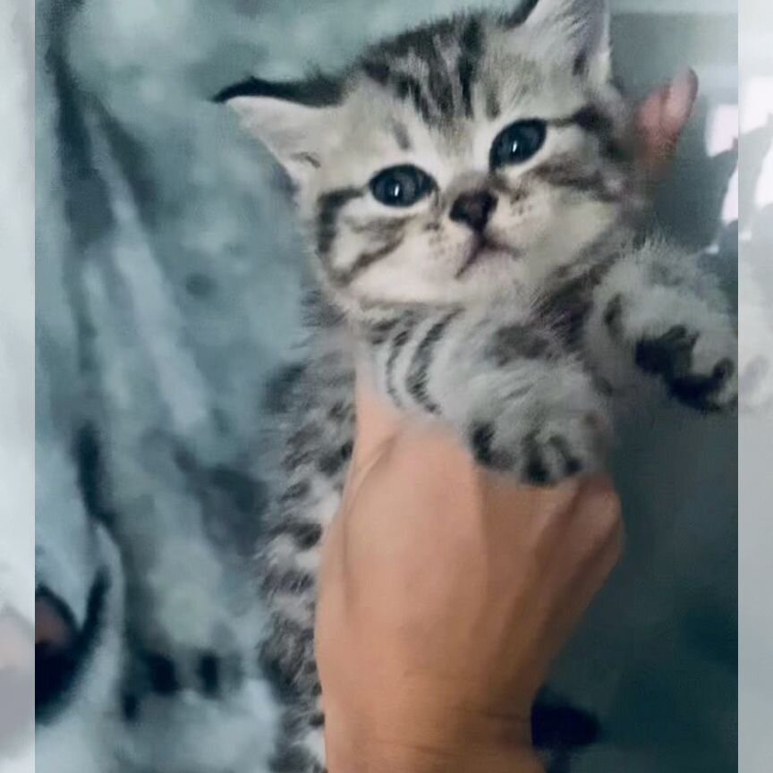 Британский короткошёрстный котёнок