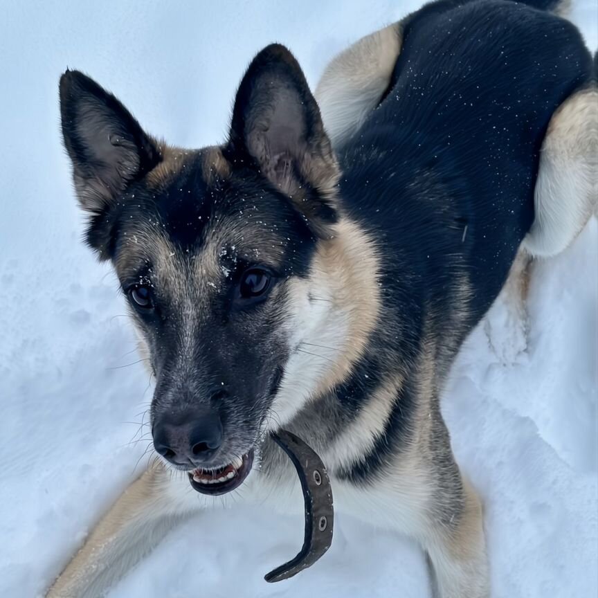 Немецкая овчарка, взрослый пёс