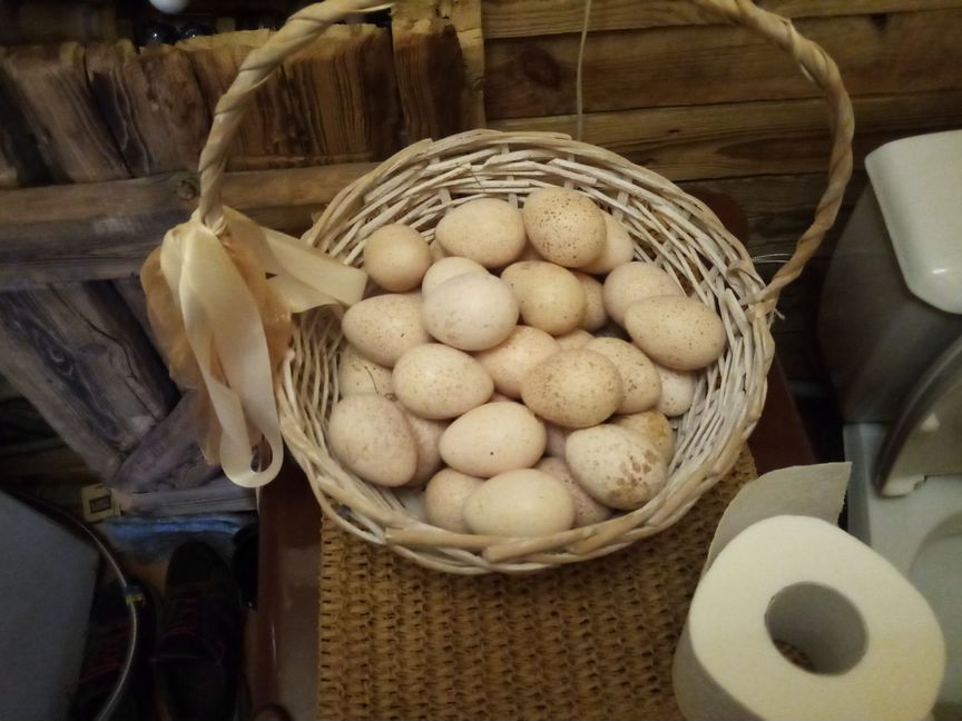 Инкубационное яйцо индейки степные