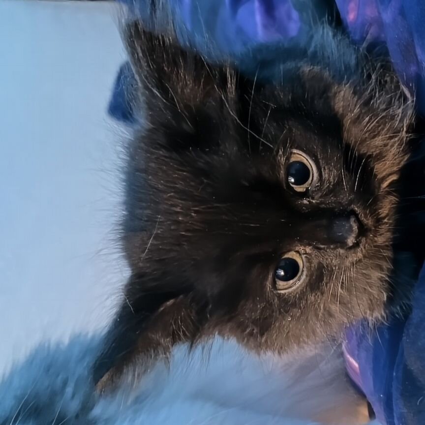 Котёнок от частного владельца