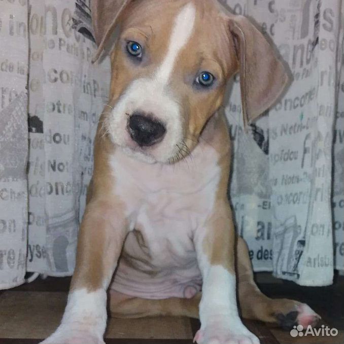 Щенки стаффорда