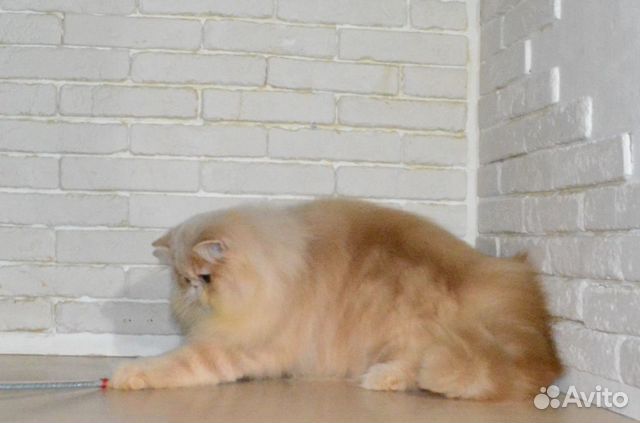 Котики и кошечки