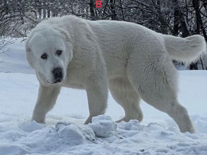 Среднеазиатская овчарка алабай