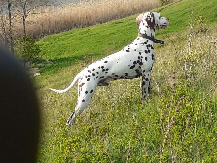 Далматинец